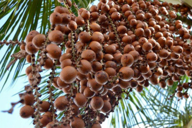 Aprenda a fazer doce de buriti - Panelaterapia